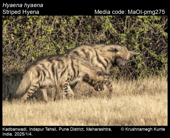 Hyaena hyaena Linnaeus, 1758 - Striped Hyena | Mammals